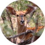 The Marico | Marico Biosphere Reserve